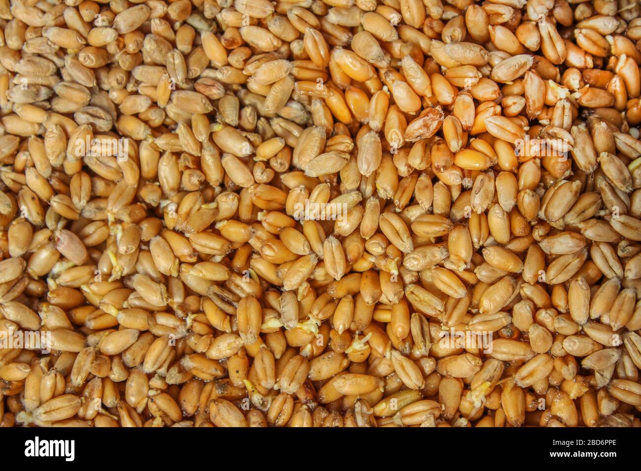 Germinated wheat grains close up as background Stock Photo - Alamy