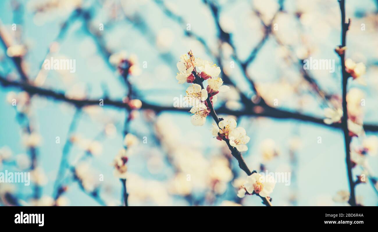 Blooming apricots tree in the garden. Selective focus nature Stock ...