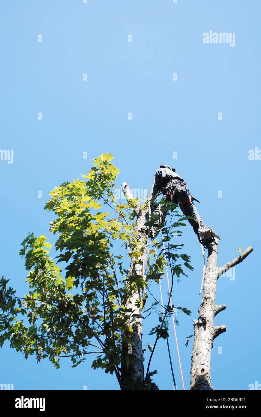 Tree climber working to cut trees Stock Photo - Alamy