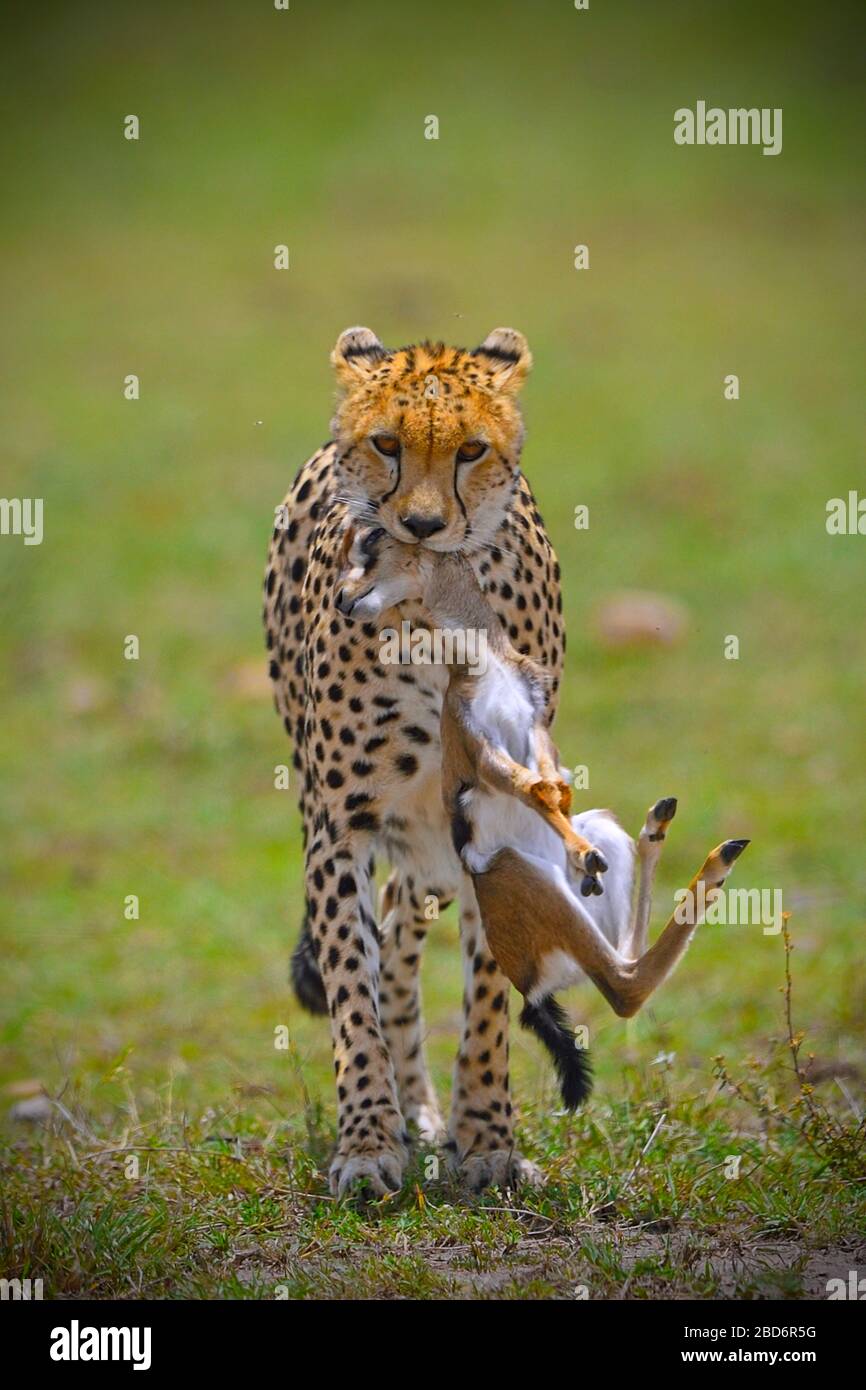 Gazelle run hi-res stock photography and images - Alamy