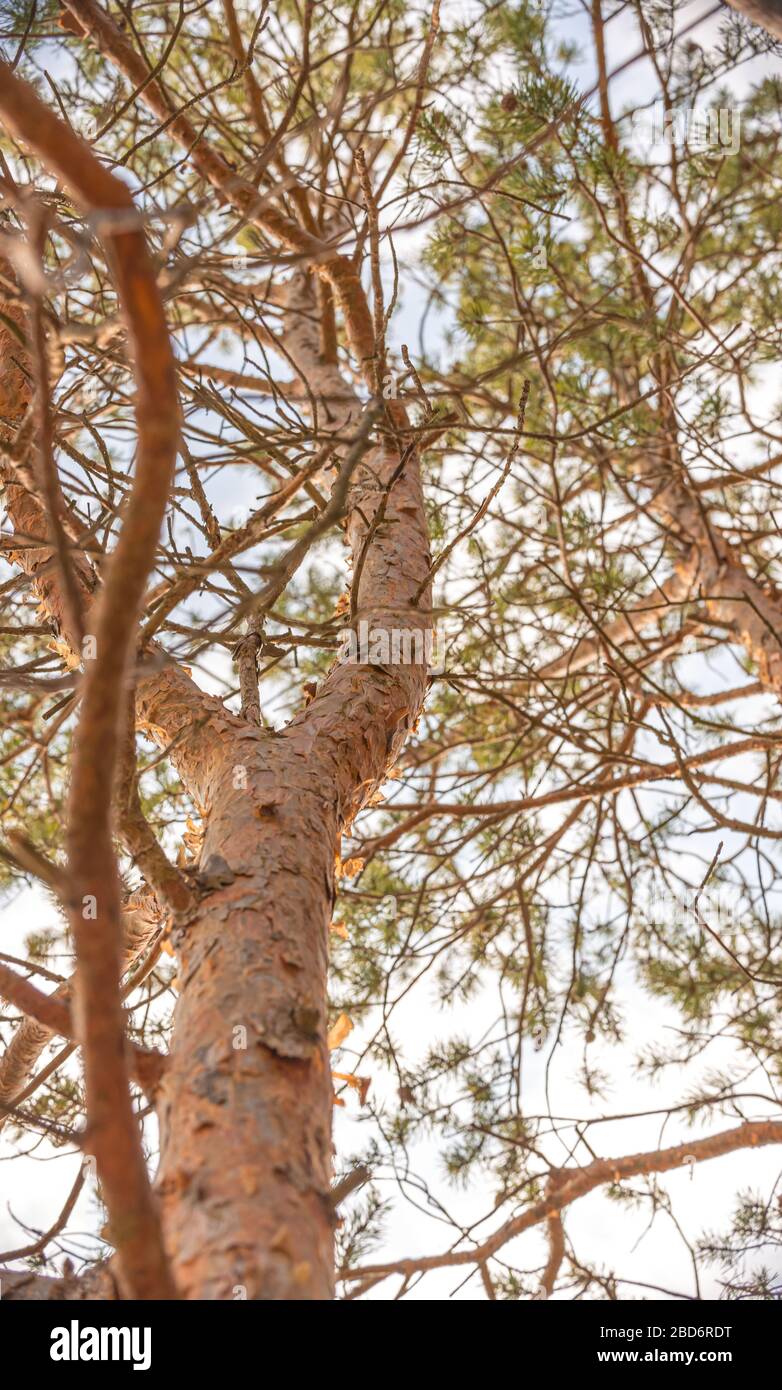 Tall fir tree stands hi-res stock photography and images - Alamy