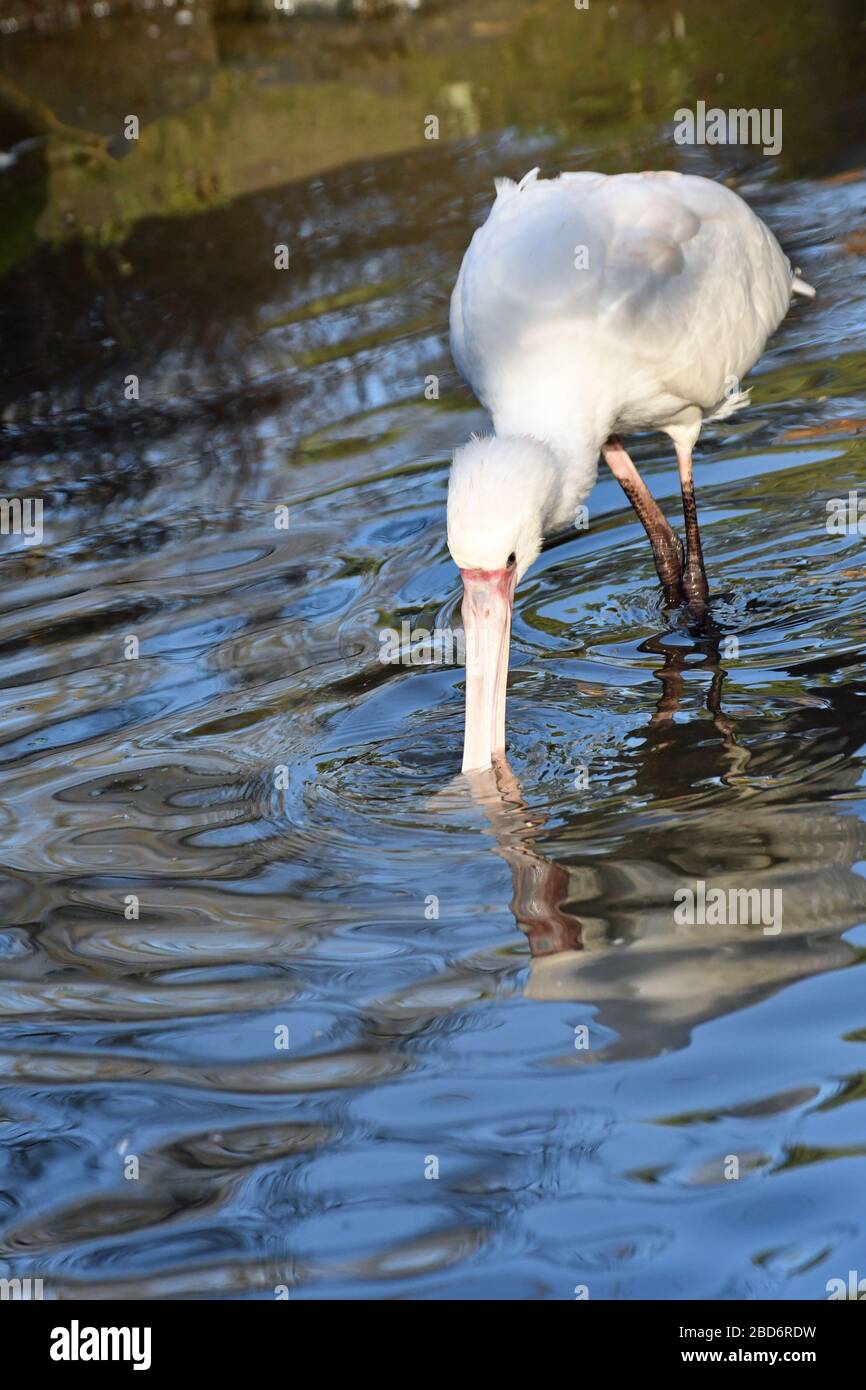 Spoonbill wading in the water at Birdworld, Surrey, England, UK Stock ...