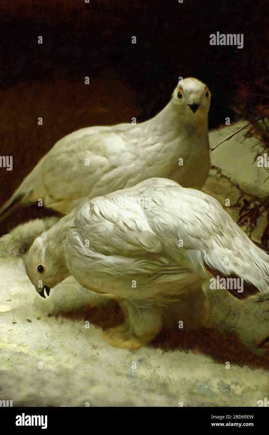 White Partridge Pictures High Resolution Stock Photography and Images ...