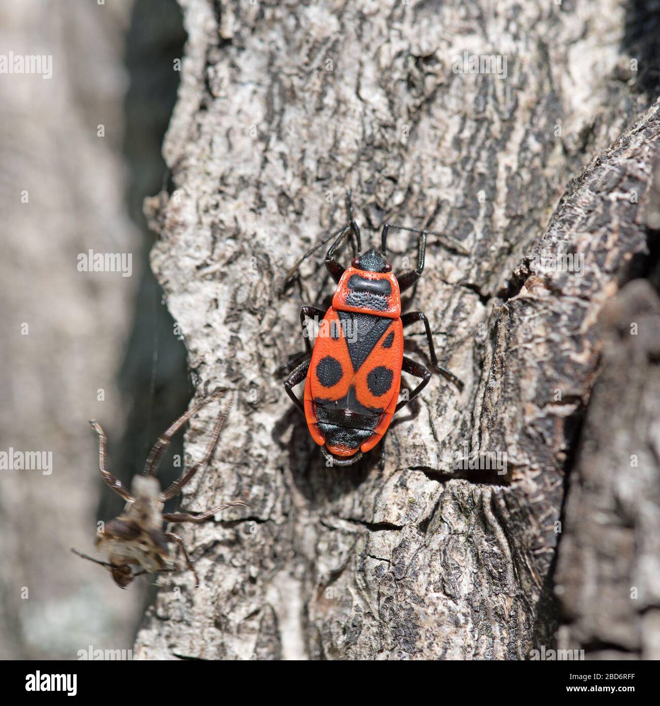 Common Fire Bug,Pyrrhocoris apterus,Lime tree bark Stock Photo - Alamy
