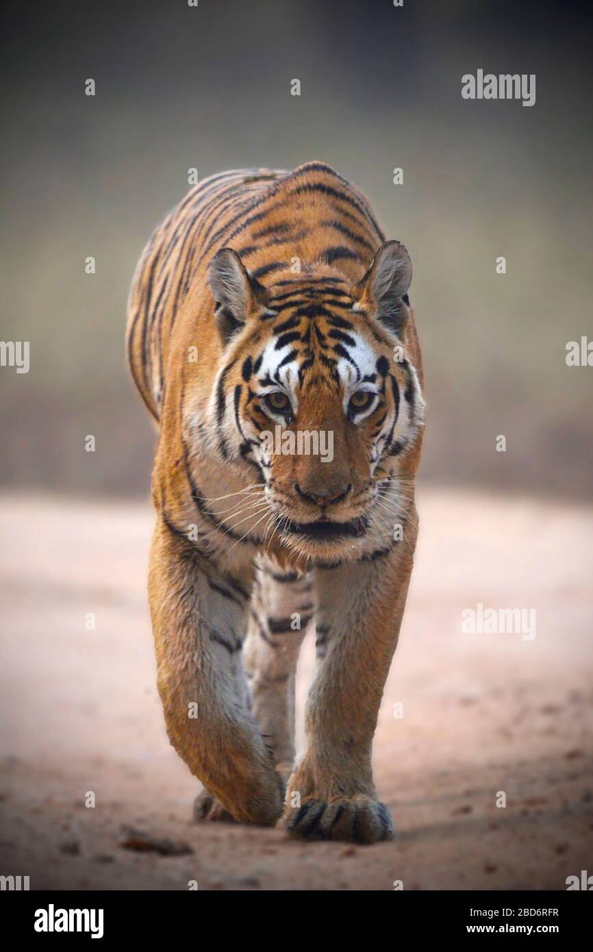 Queen tiger hi-res stock photography and images - Alamy