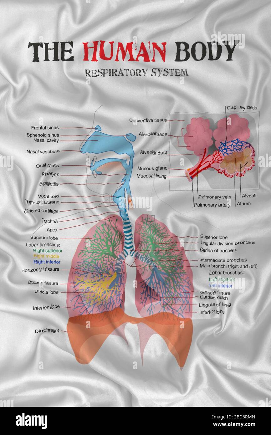 human body respiratory system diagram on silk satin fabric texture ...