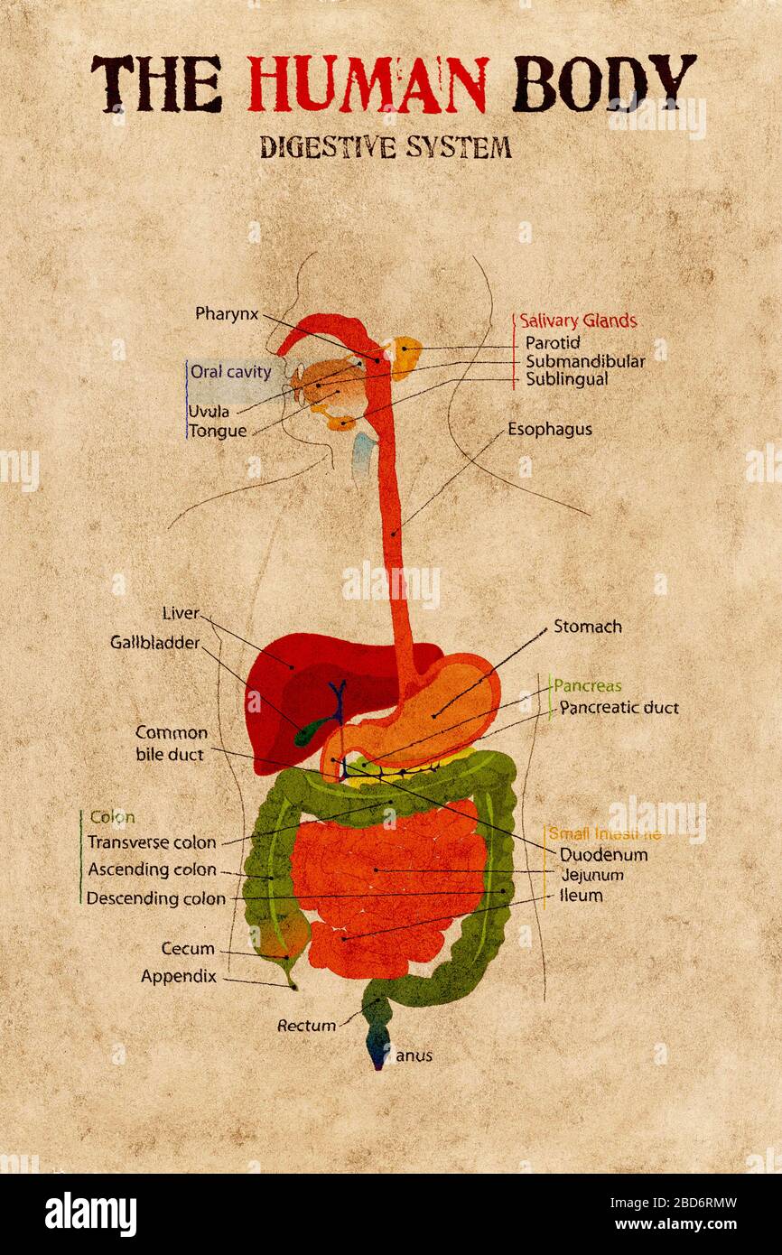 Human body digestive system on old paper weathered texture Stock Photo ...