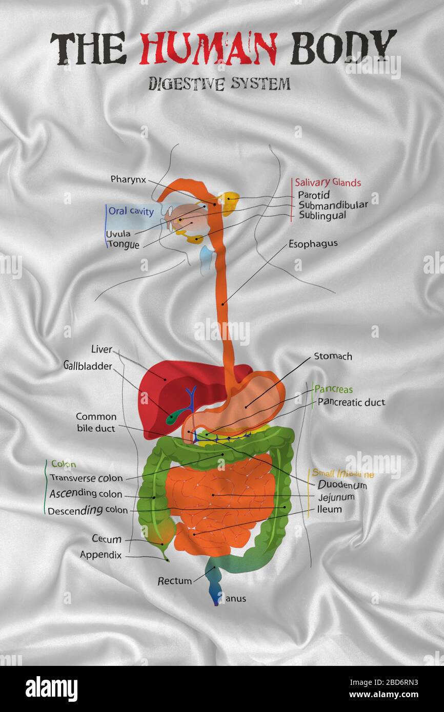 Human body digestive system on silk satin fabric texture Stock Photo ...