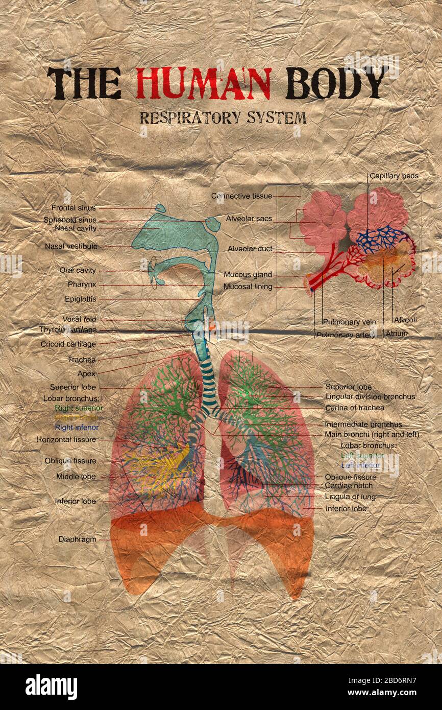 human body respiratory system diagram on old paper weathered Stock ...