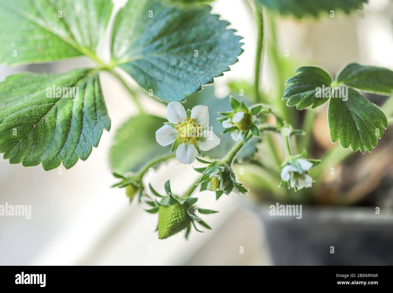 Close up of a green strawberry Stock Photo - Alamy