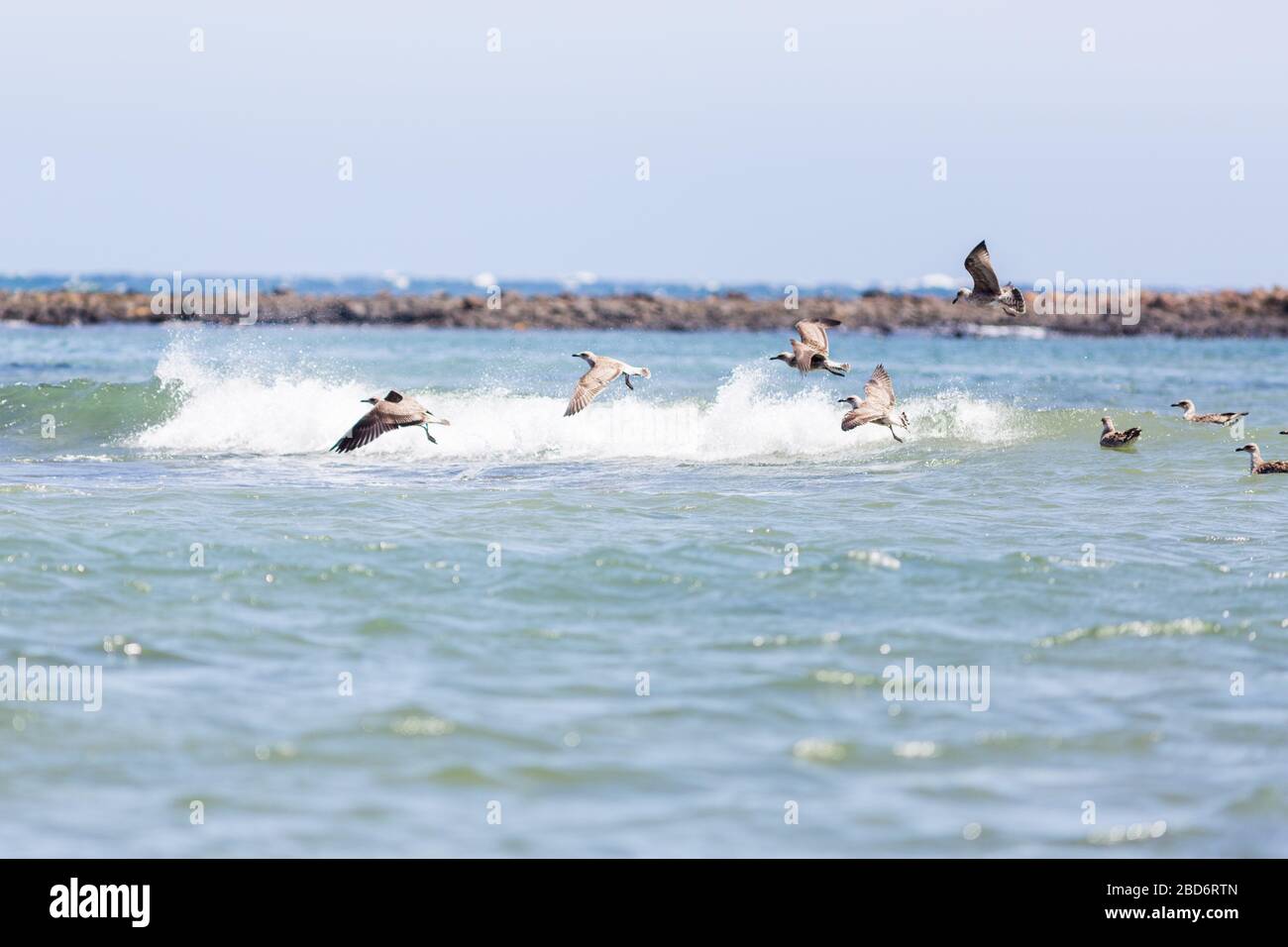 Lanzarote seagull hi-res stock photography and images - Alamy