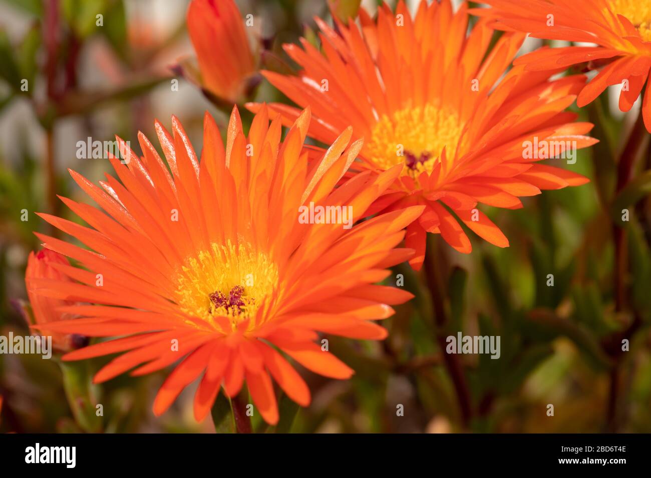Orange ice plant flowers, (Lampranthus aurantiacus schwantes) Jersey ...