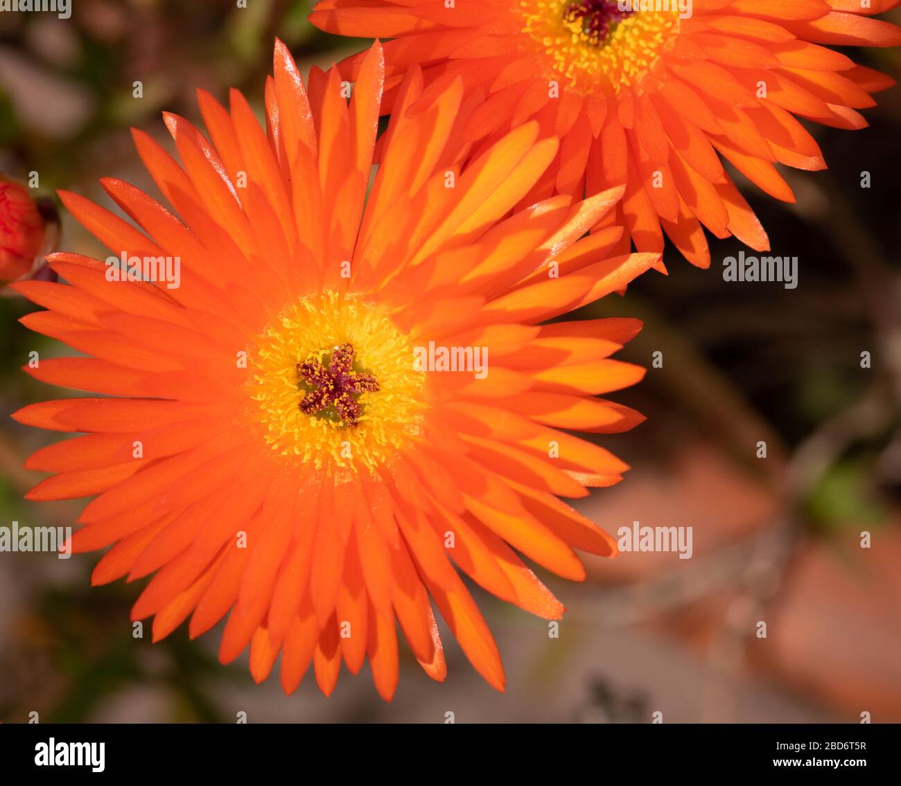Orange ice plant flowers, (Lampranthus aurantiacus schwantes) Jersey ...