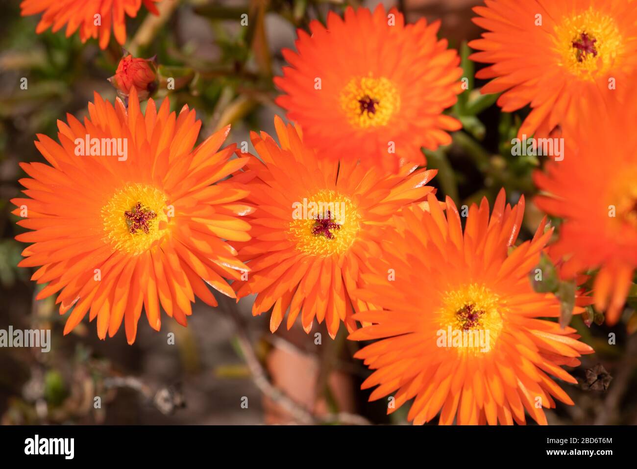 Orange ice plant flowers, (Lampranthus aurantiacus schwantes) Jersey ...