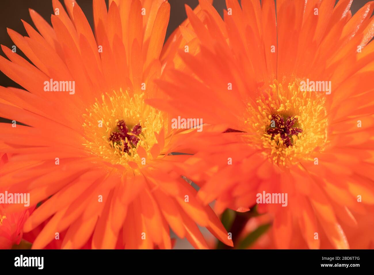 Orange ice plant flowers, (Lampranthus aurantiacus schwantes) Jersey ...