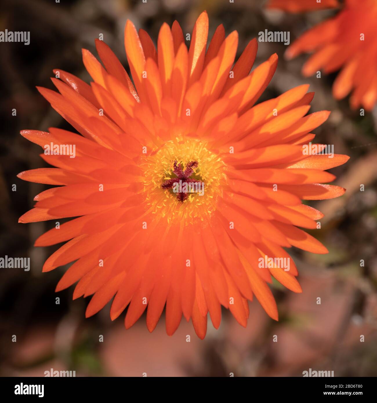 Orange ice plant flowers, (Lampranthus aurantiacus schwantes) Jersey ...