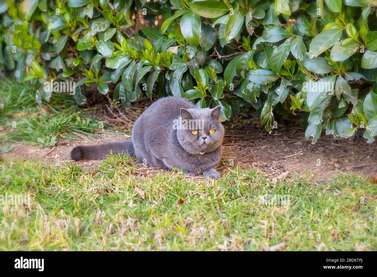 Grey cat breed hi-res stock photography and images - Alamy