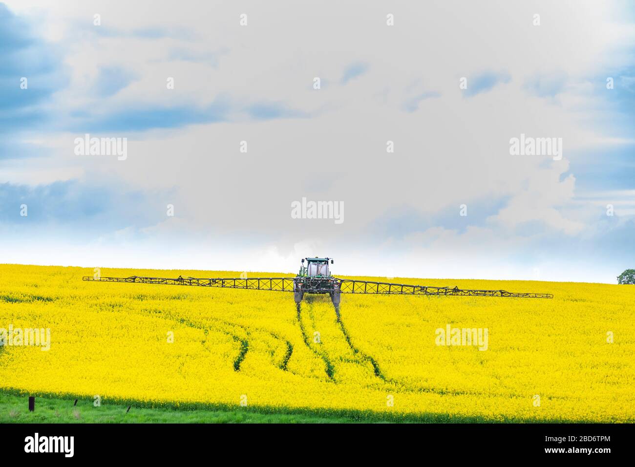 spring rapeseed field with fertilizing tractor Stock Photo - Alamy