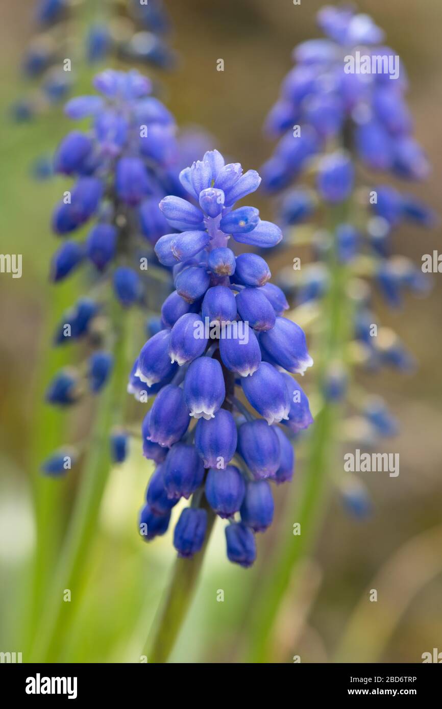 British garden flowers, Jersey, Channel Islands Stock Photo - Alamy