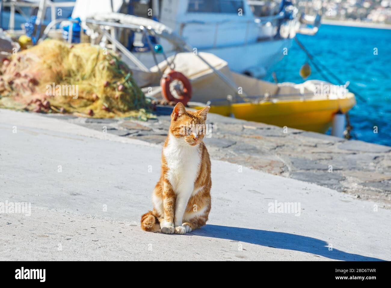 Red cat sitting on the pier against the background of the sea and boats ...
