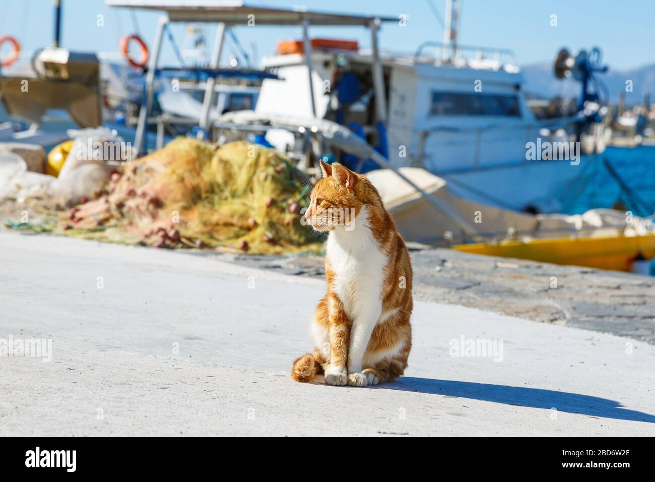 Cats waiting for fishing boat hi-res stock photography and images - Alamy