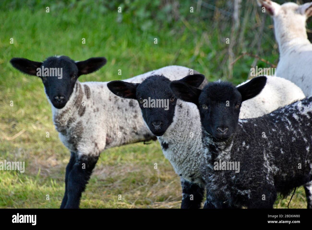 Sheep faces hi-res stock photography and images - Alamy