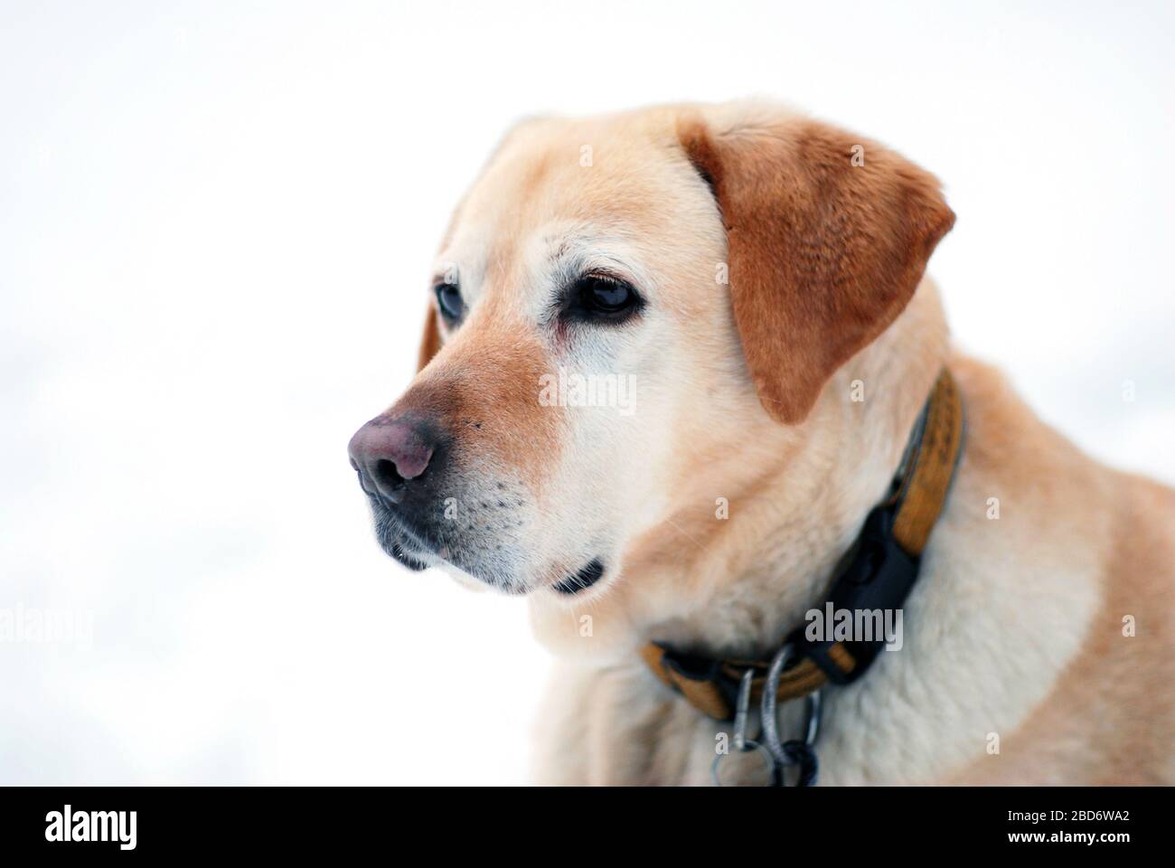Labrador retriever dog portrait isolated on white background with ...