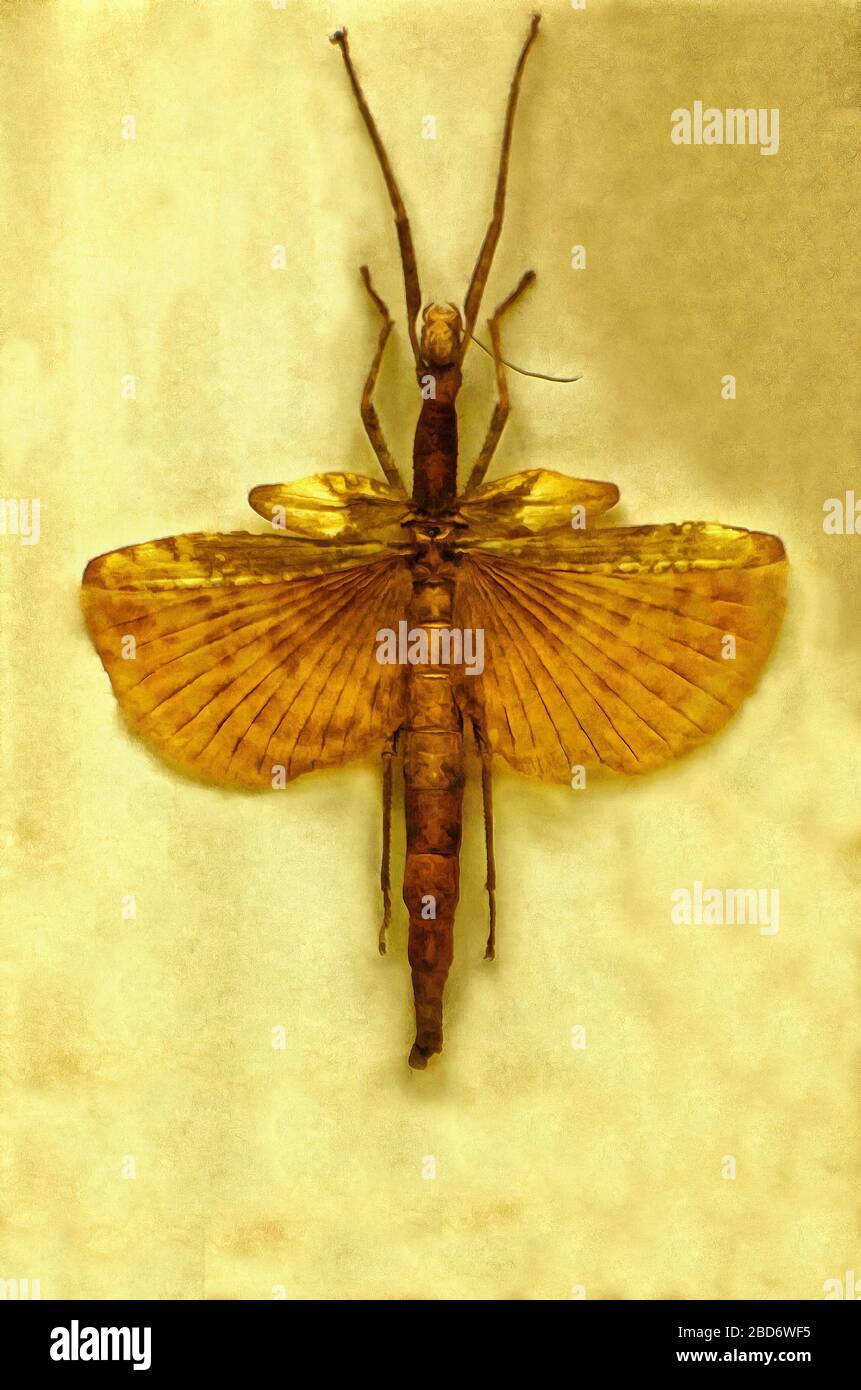 Real Sticks Images High Resolution Stock Photography and Images - Alamy