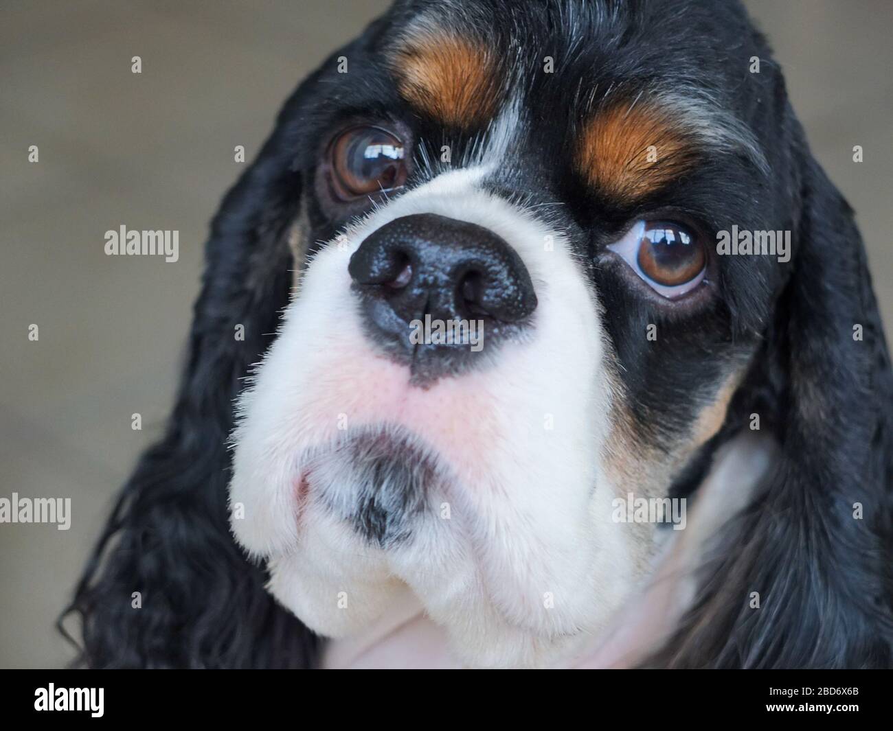 Tri Color Cocker Spaniel Puppies