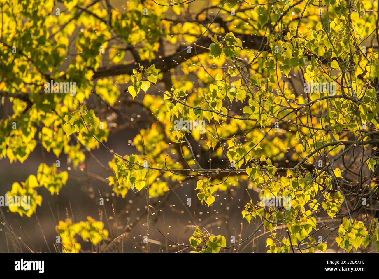 Light hitting tree hi-res stock photography and images - Alamy