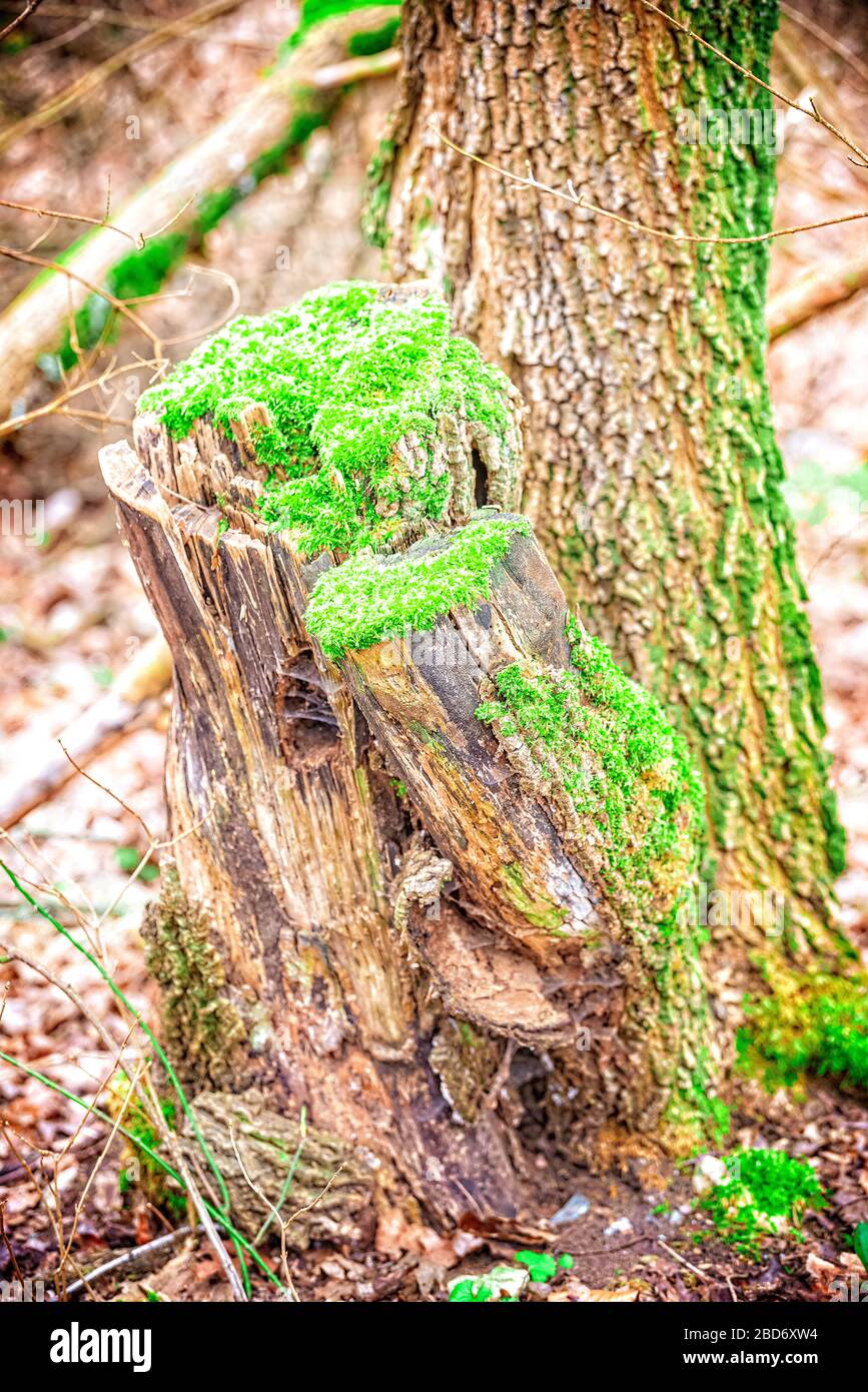 Tree stump overgrown with moss hi-res stock photography and images - Alamy