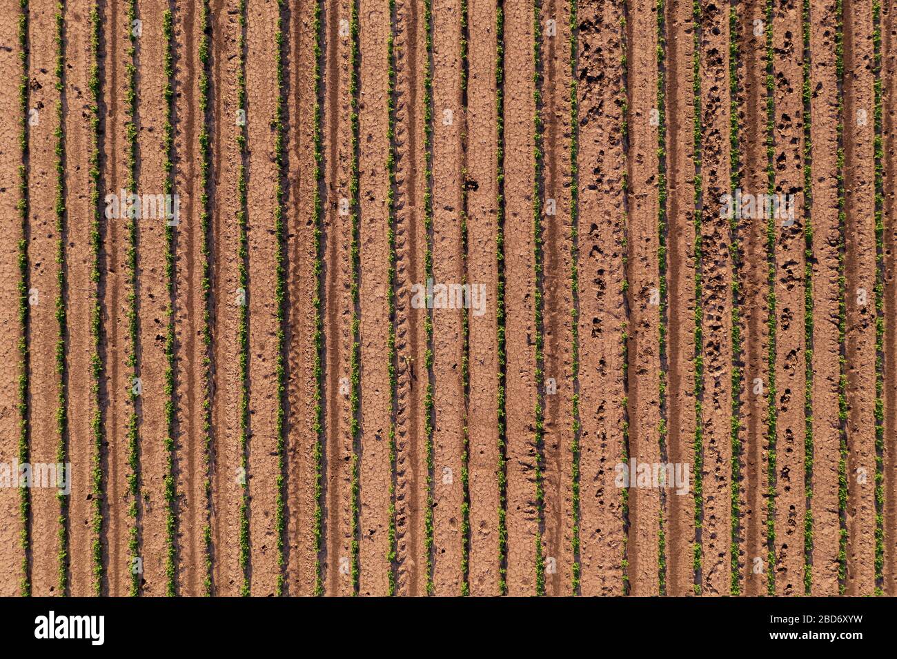 Aerial view of cultivated soybean field as abstract background, soya ...