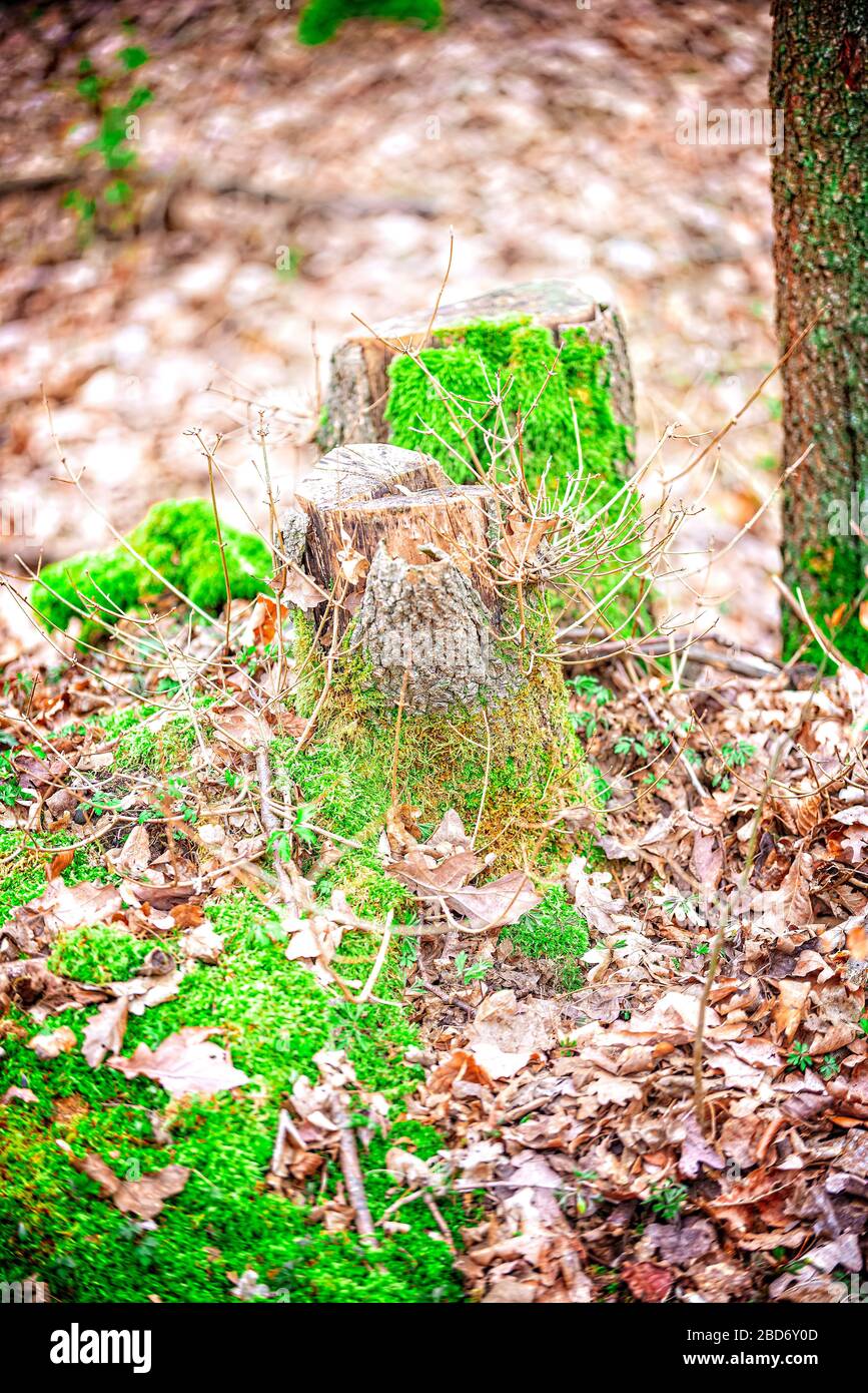 Tree stump overgrown with moss in the forest Stock Photo - Alamy