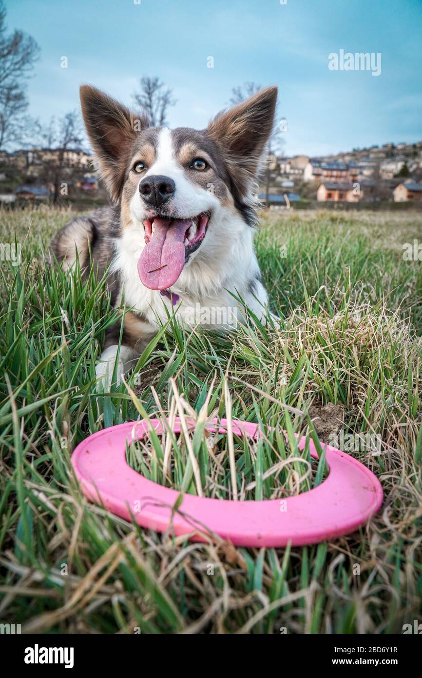 Dog border collie lilac playing with a frisbee Stock Photo - Alamy
