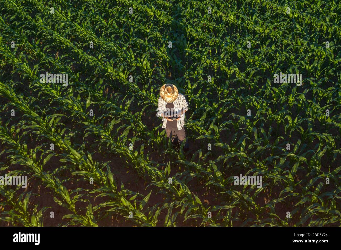 Corn farmer with drone remote controller in field. Using modern ...