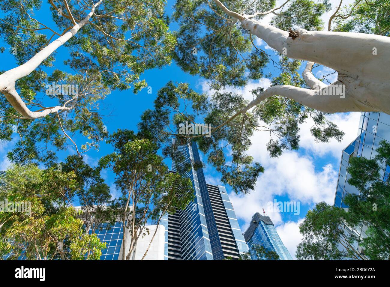 Towering city high-rise buildings around stack white gum tree trucks ...