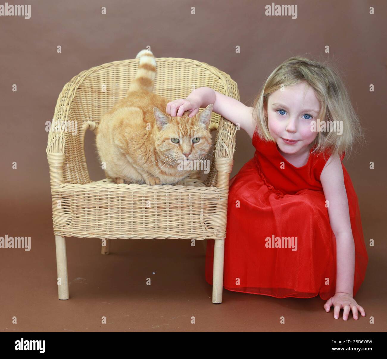 Female ginger cat hi-res stock photography and images - Alamy