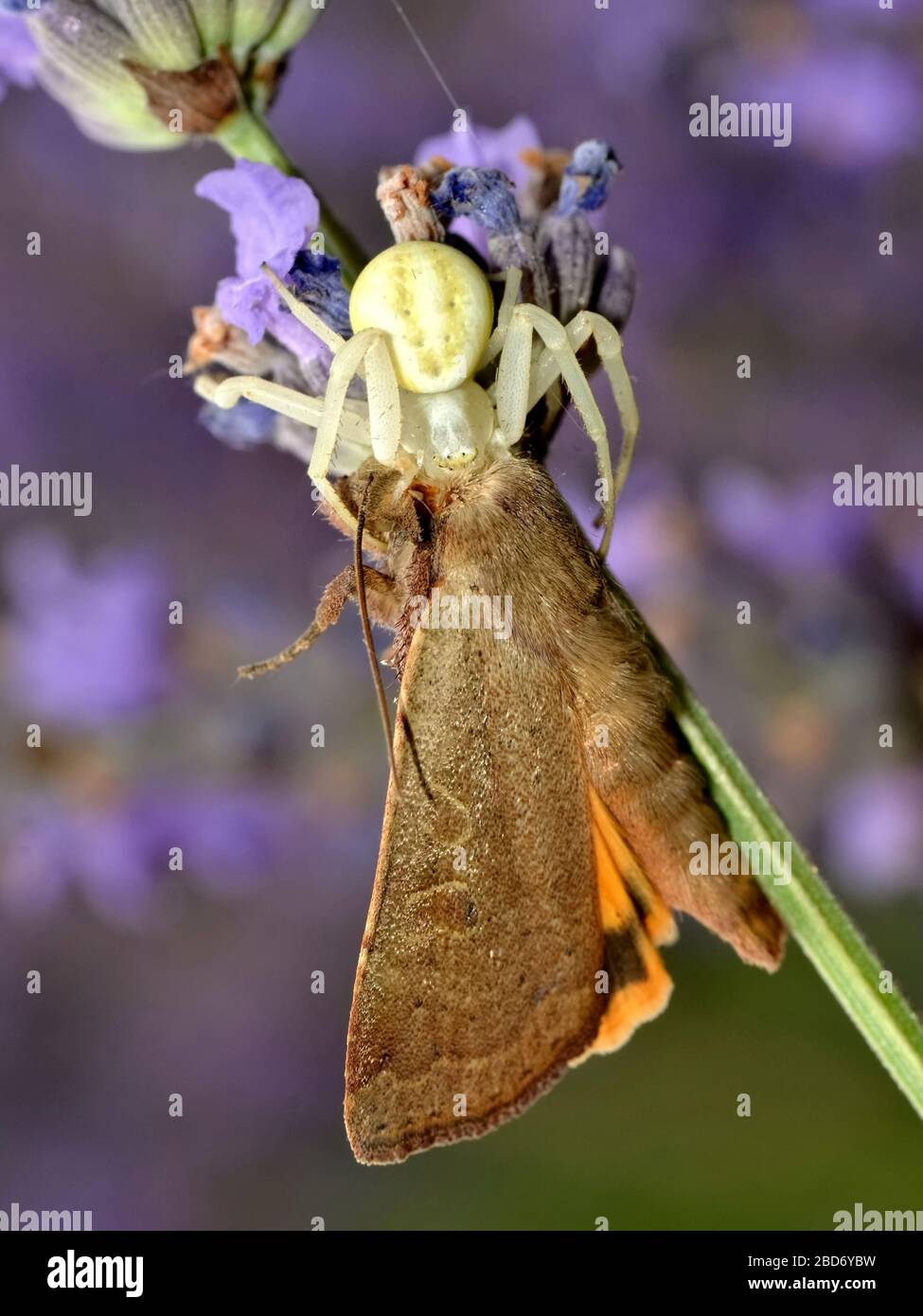 Yellow crab spider (Misumena vatia) eating butterfly on lavender Stock ...