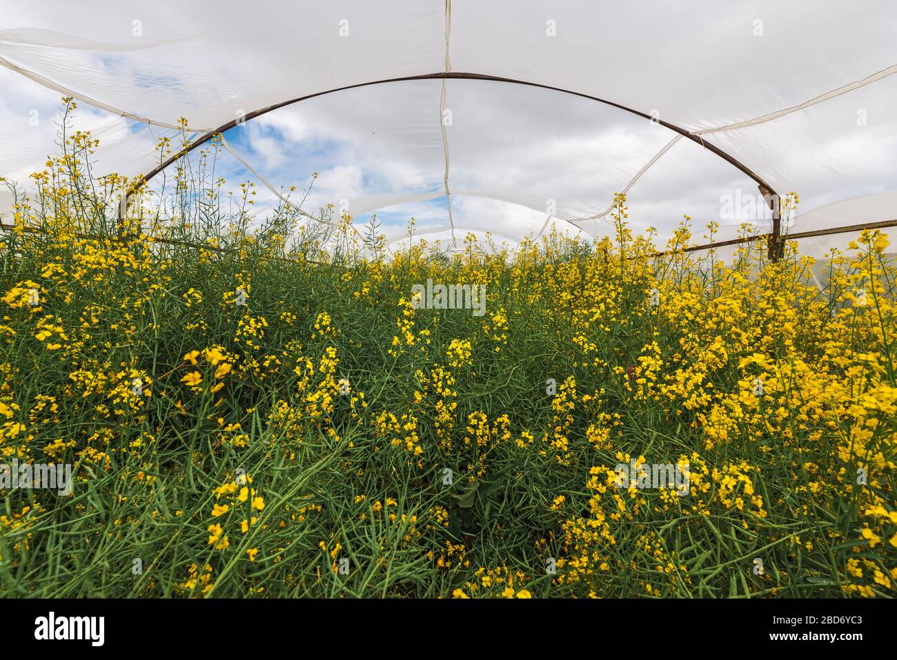 Oilseed rape growth in protective mesh netting greenhouse with ...