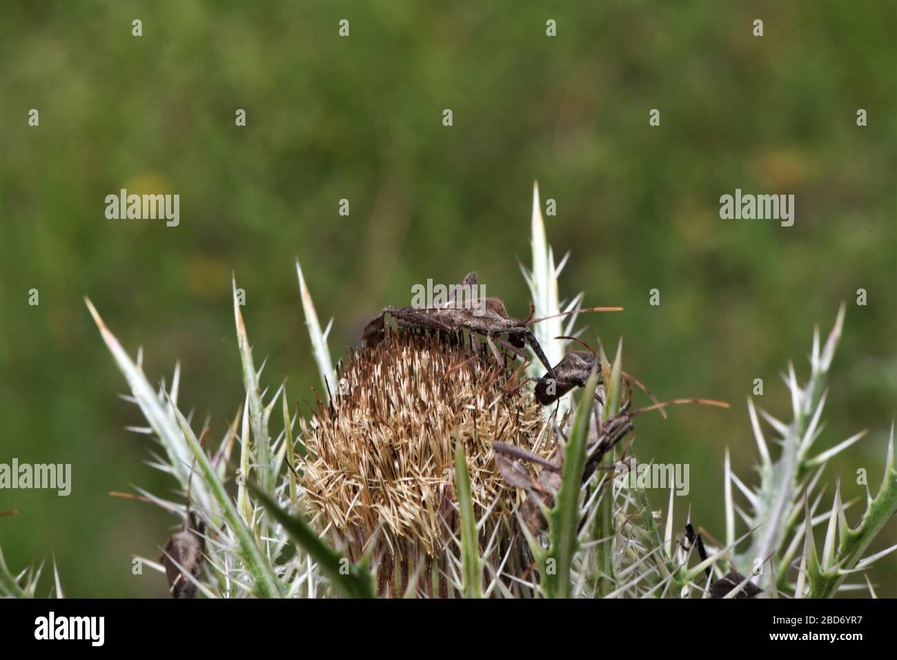 Eastern leaf footed bugs Stock Photo - Alamy
