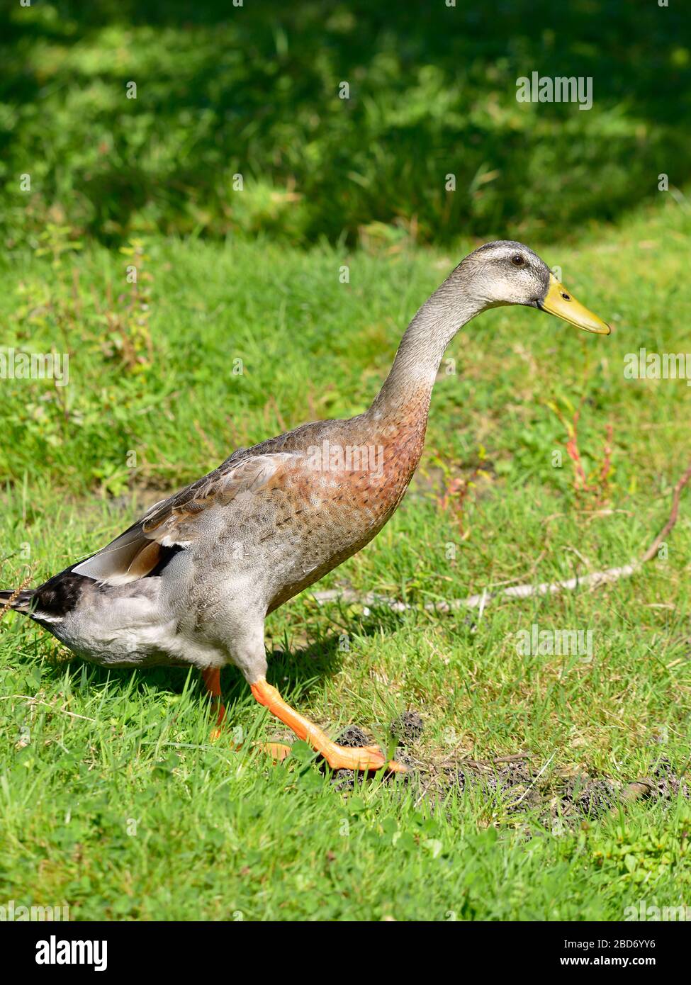 Indian runner duck hi-res stock photography and images - Alamy