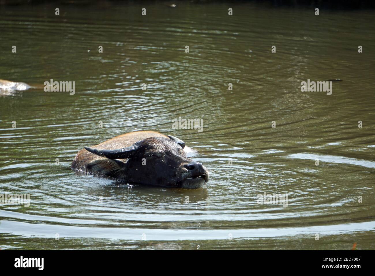 Water buffalo gras hi-res stock photography and images - Alamy