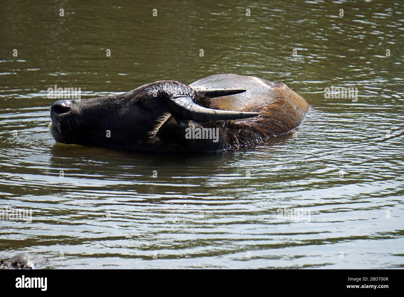 huge old water buffalo in a muddy puddle Stock Photo - Alamy