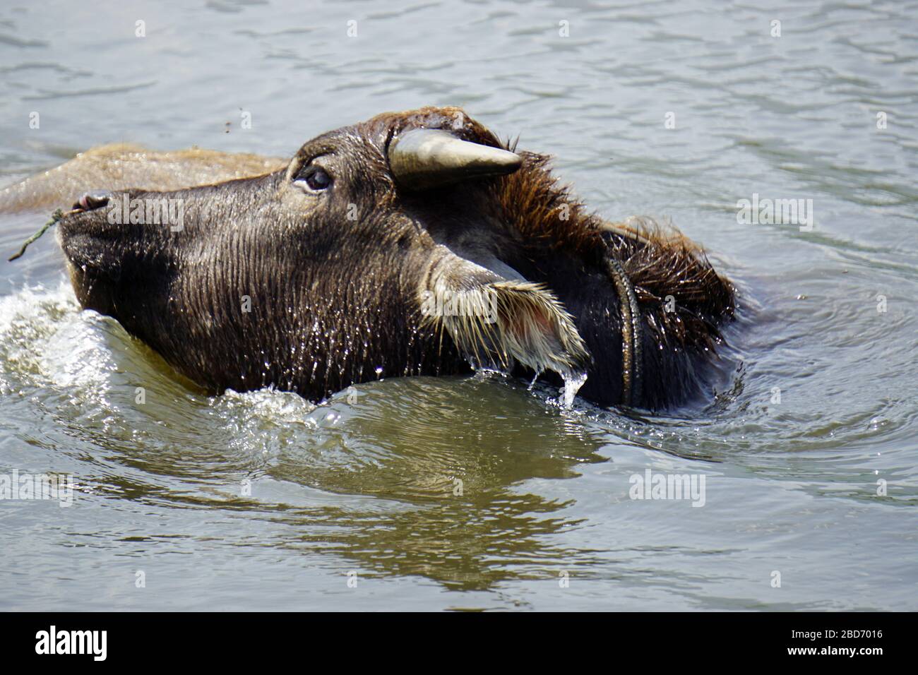 huge old water buffalo in a muddy puddle Stock Photo - Alamy