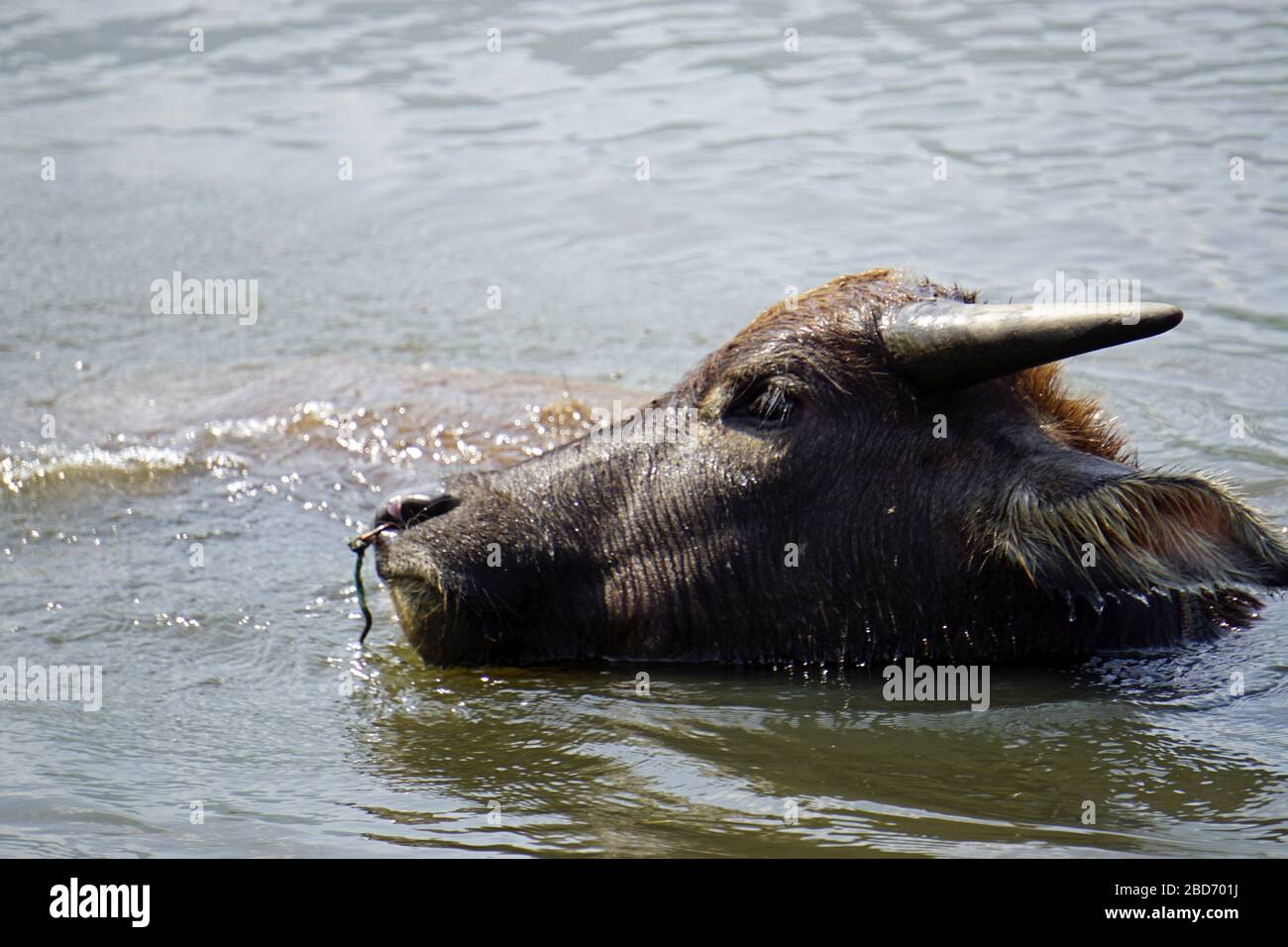Water buffalo gras hi-res stock photography and images - Alamy