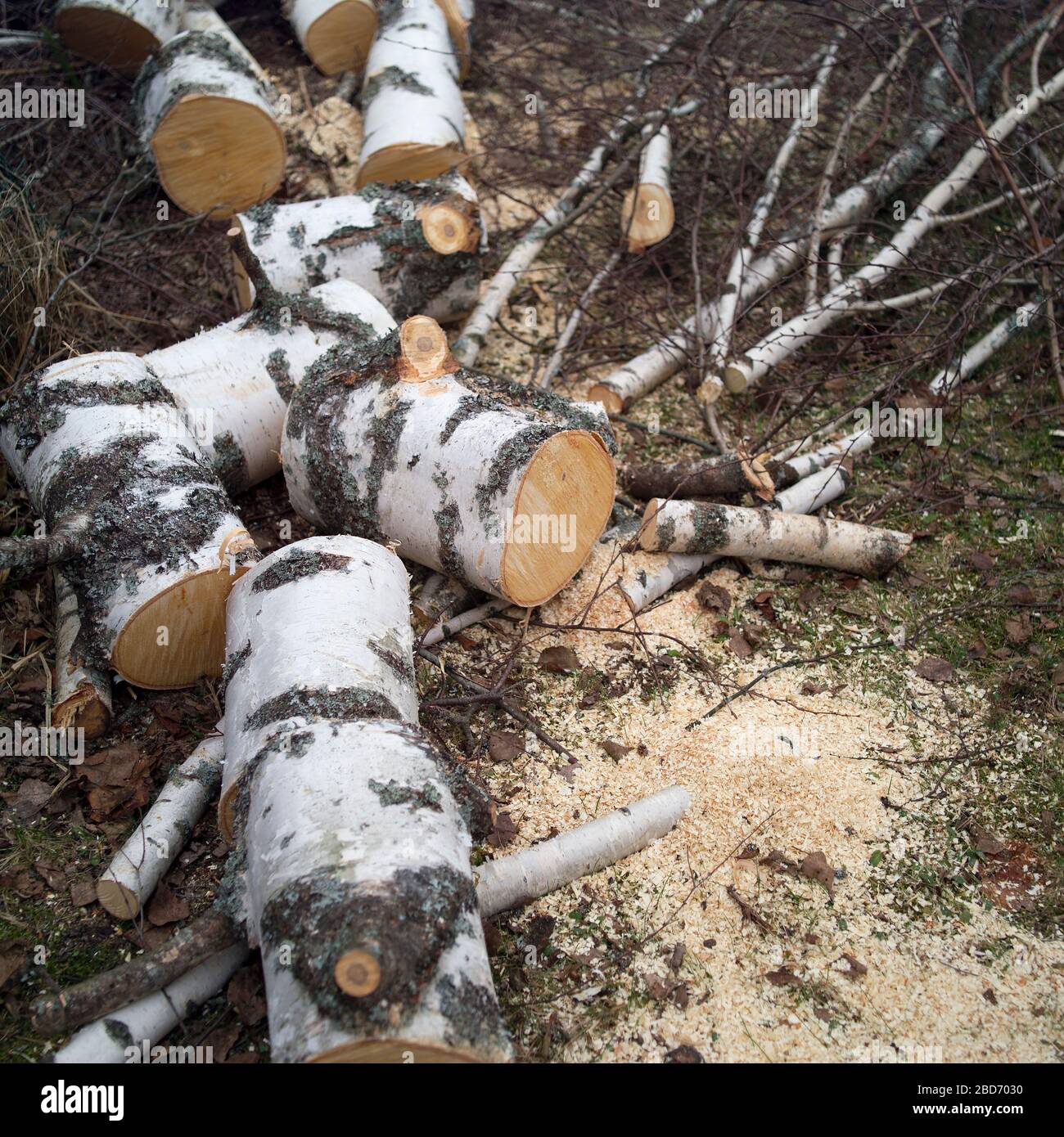 Chopped birch tree abanoned on the ground, outdoor closeup Stock Photo ...