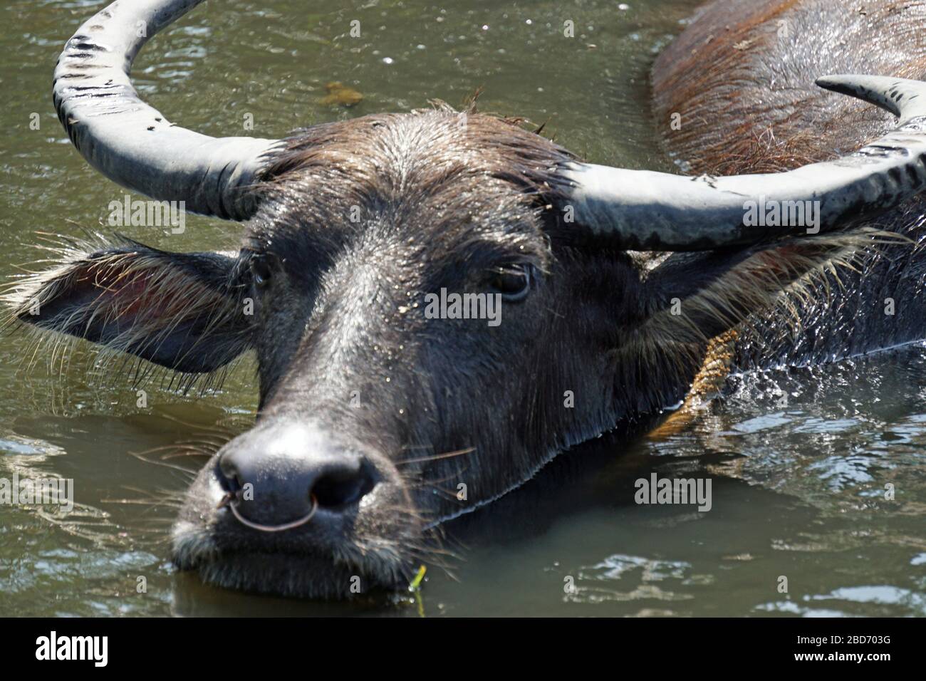 huge old water buffalo in a muddy puddle Stock Photo - Alamy
