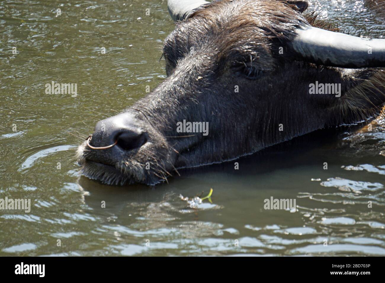 Water buffalo gras hi-res stock photography and images - Alamy