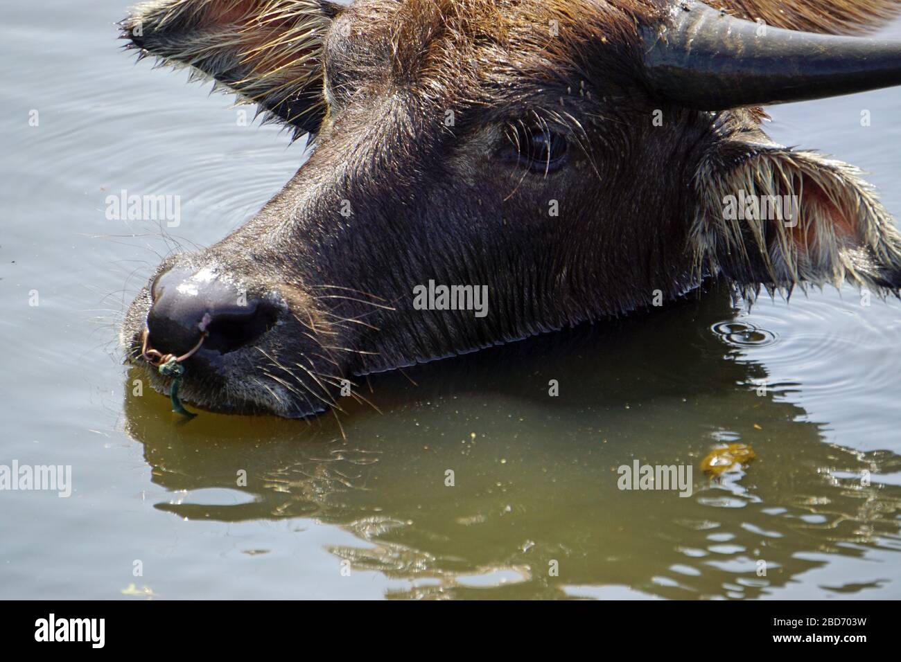 huge old water buffalo in a muddy puddle Stock Photo - Alamy