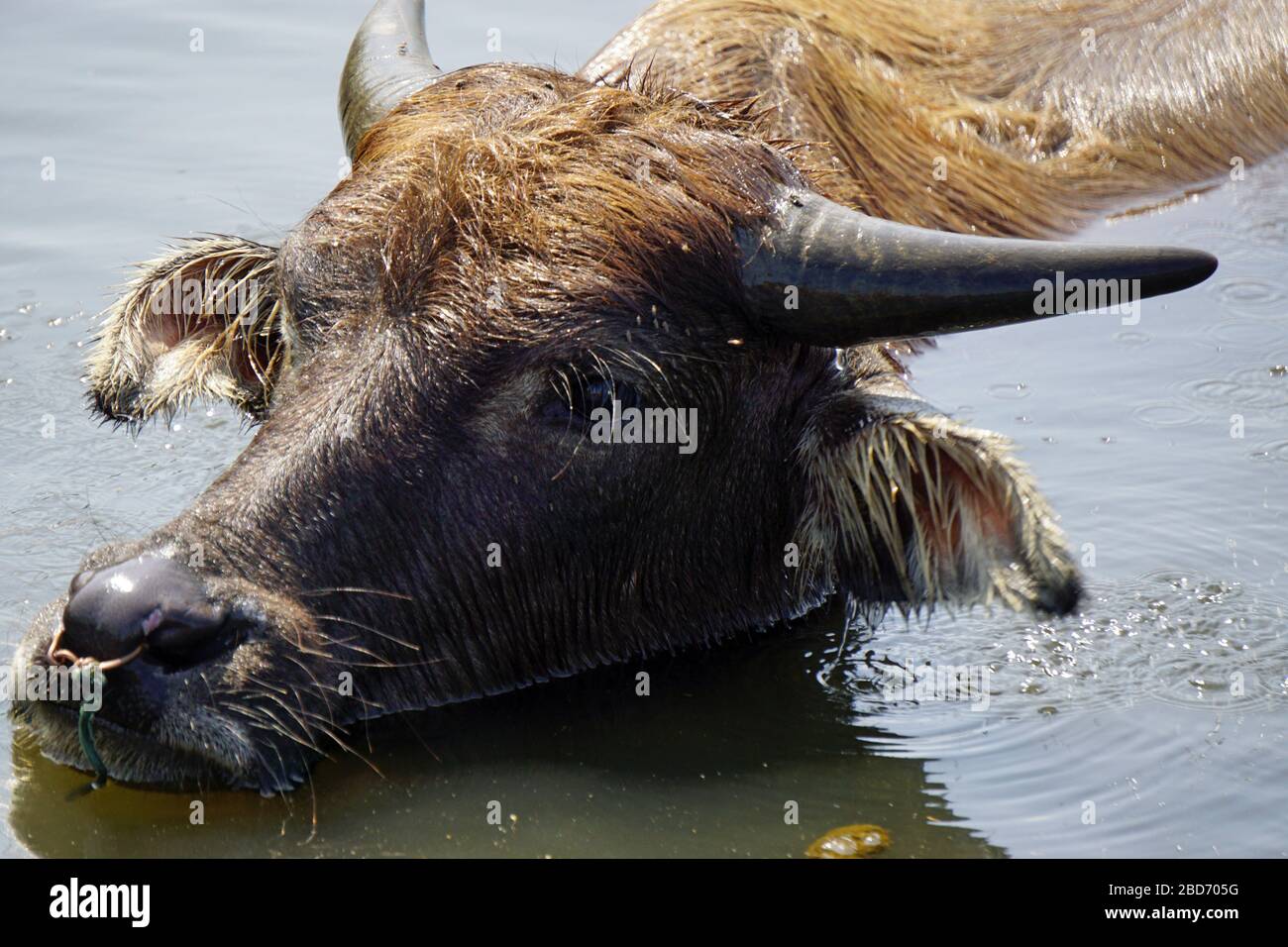 huge old water buffalo in a muddy puddle Stock Photo - Alamy
